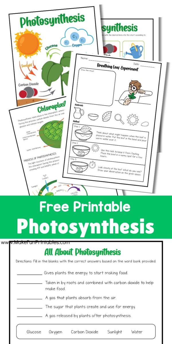 Photosynthesis Activity Set – Free Printable Science Worksheets for ...