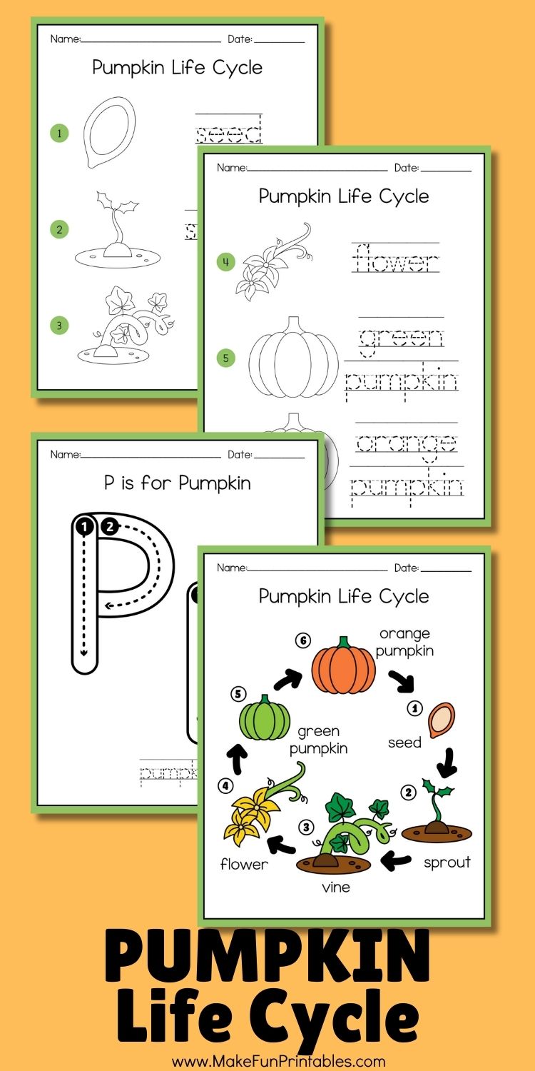 Pumpkin Life Cycle Worksheets - Fall Science Printables for Preschool ...