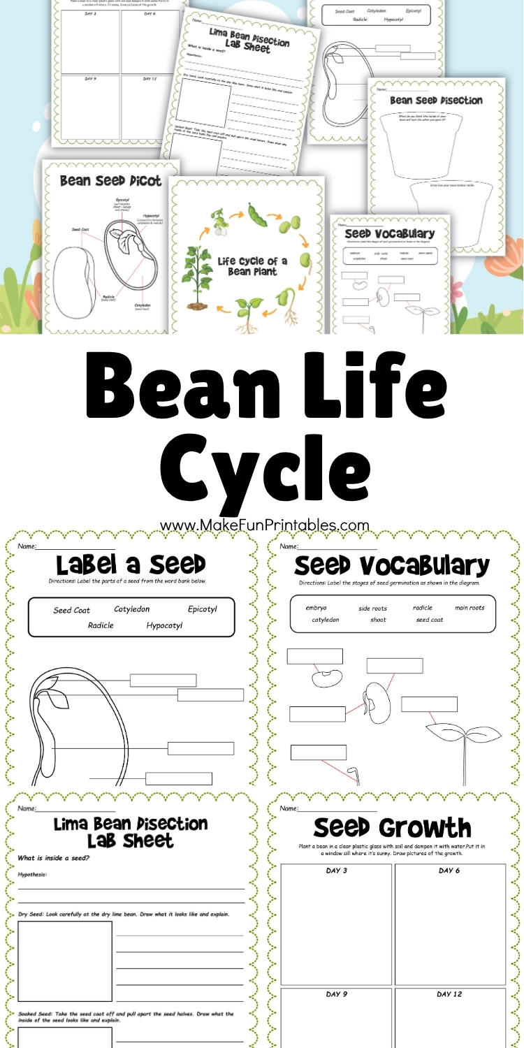 Free Bean Life Cycle Printable Worksheets - Make Fun Printables