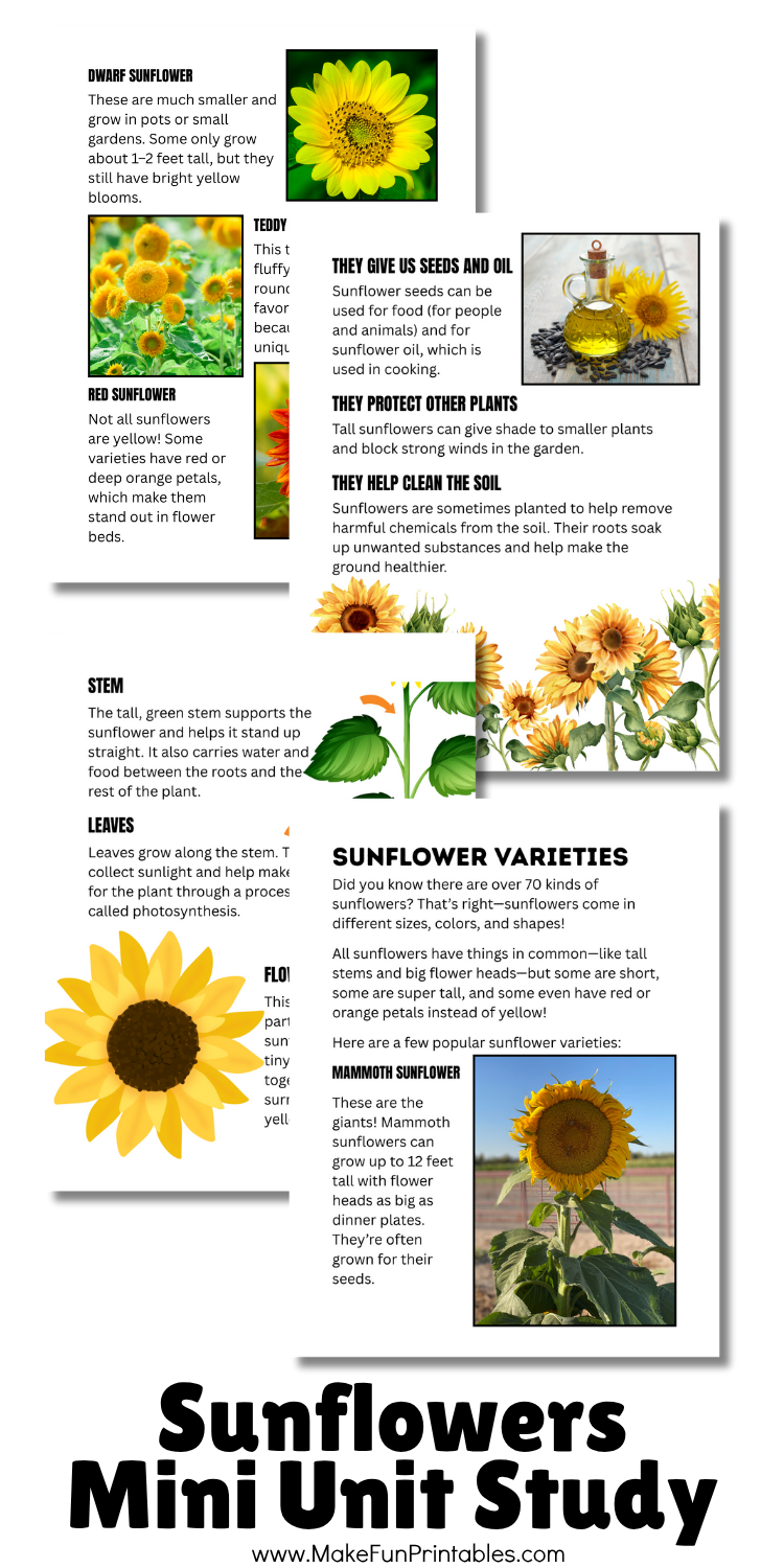 Sunflowers Unit Study – Fun & Educational Printable Pack for Kids ...