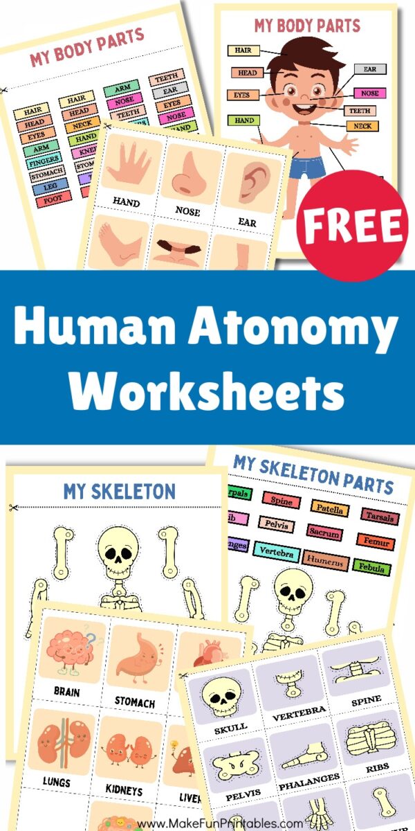 Free Printable Human Anatomy Worksheets - Make Fun Printables