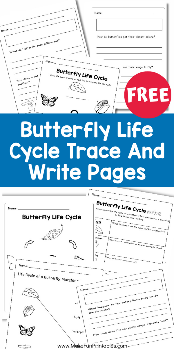 Printable Butterfly Life Cycle Worksheet For Preschool And Kindergarten ...